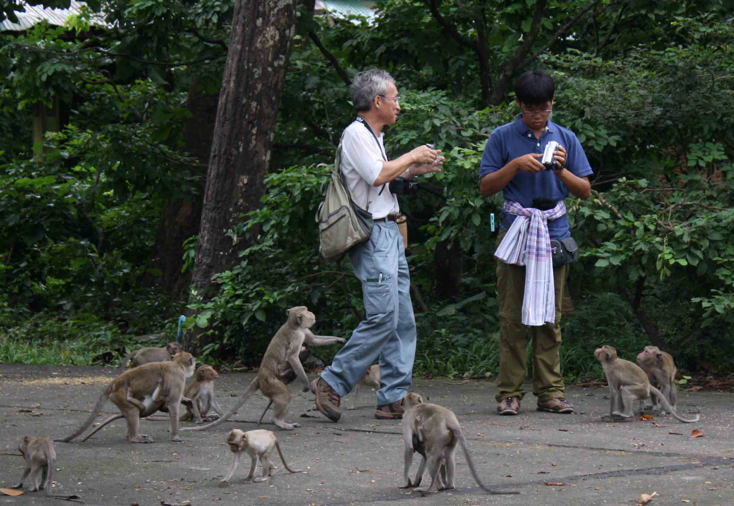 Study Tour to Thai Monkey Forest | Thai Monkey Forest