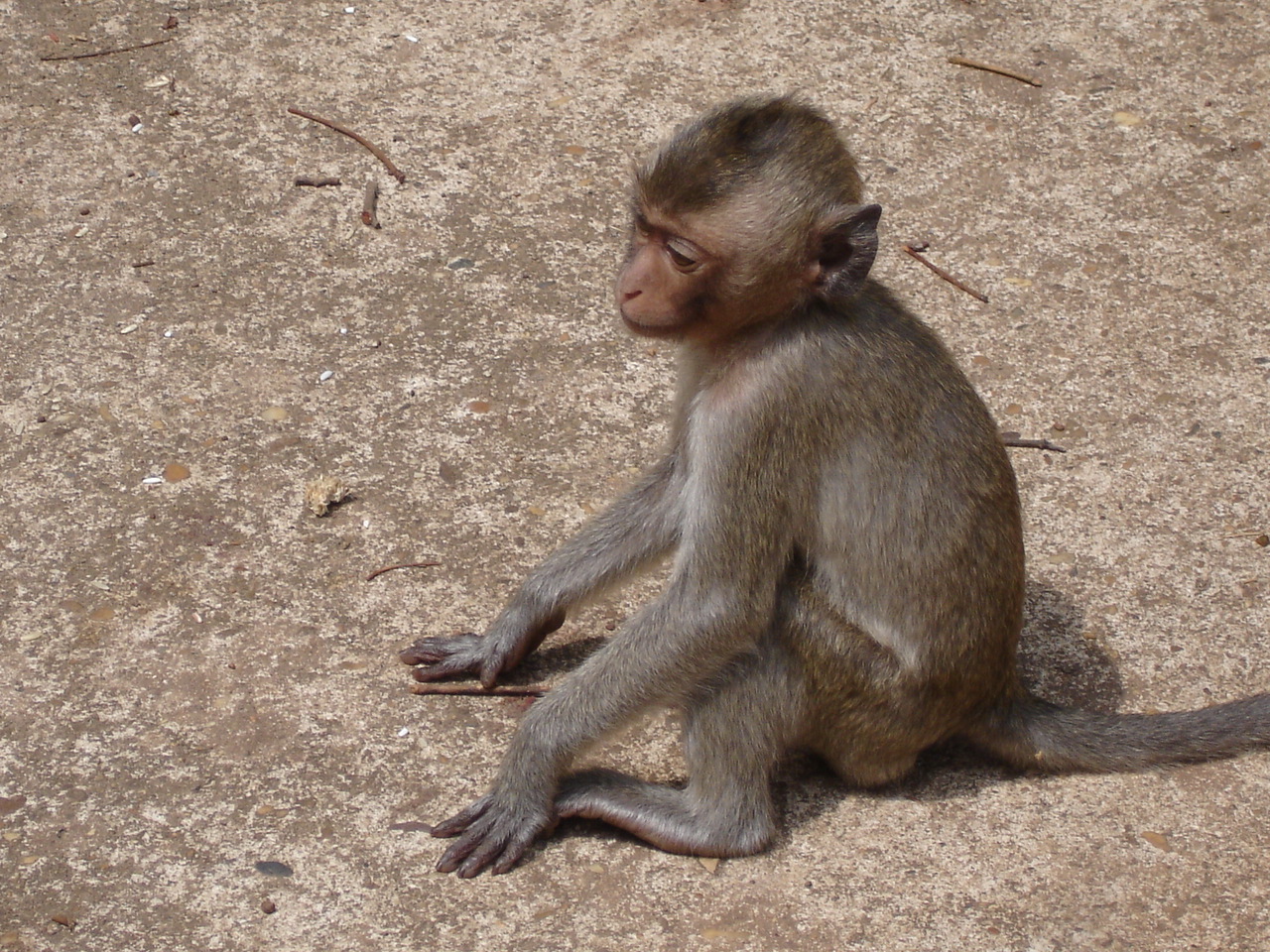 DCP monkeys010 | Thai Monkey Forest