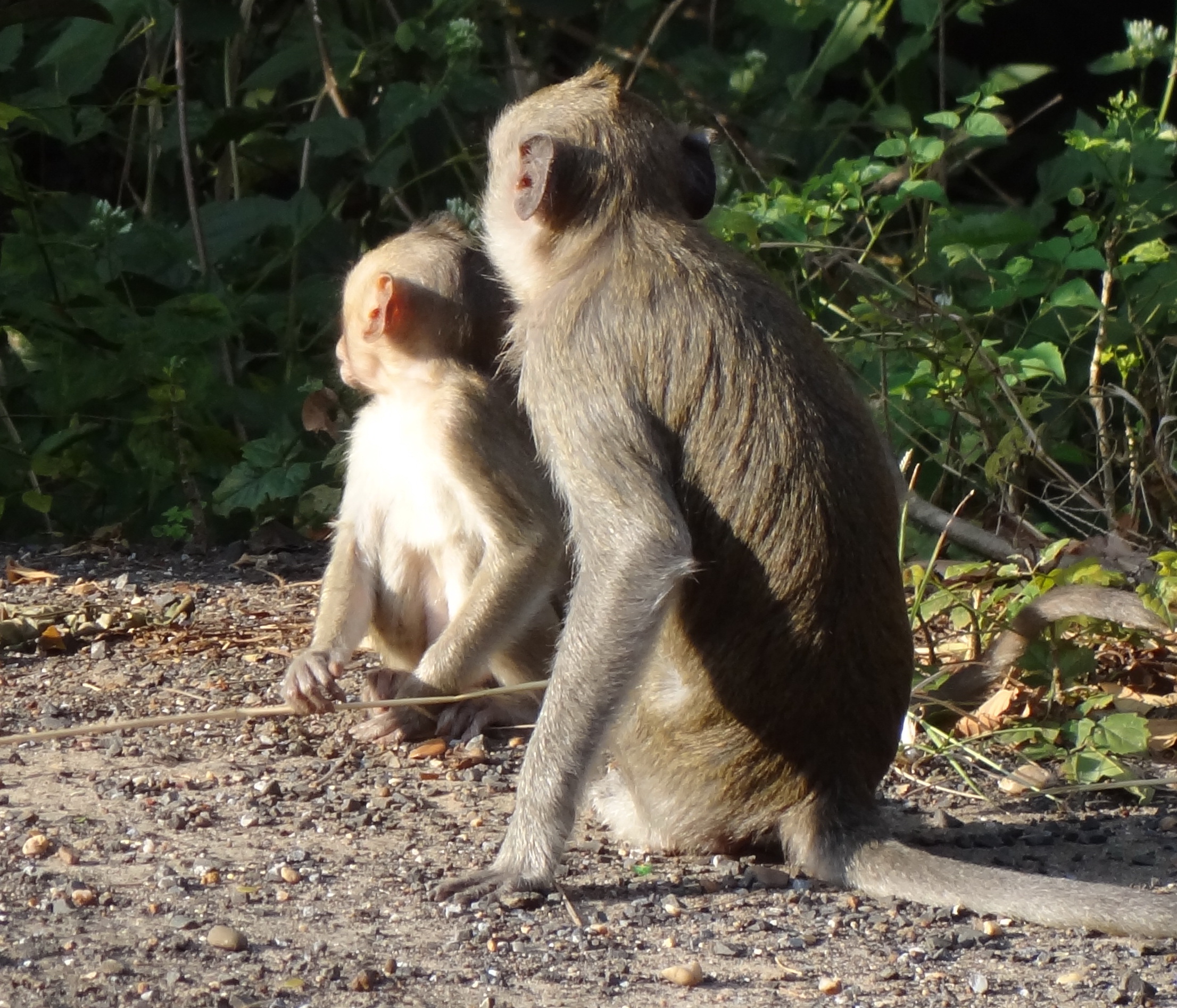 DJ026 | Thai Monkey Forest