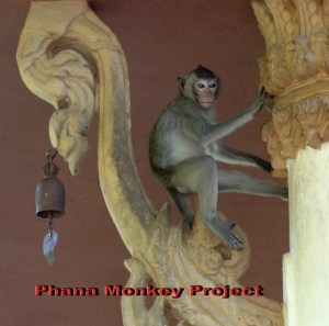 Disturbed forest, disturbed monkeys | Thai Monkey Forest