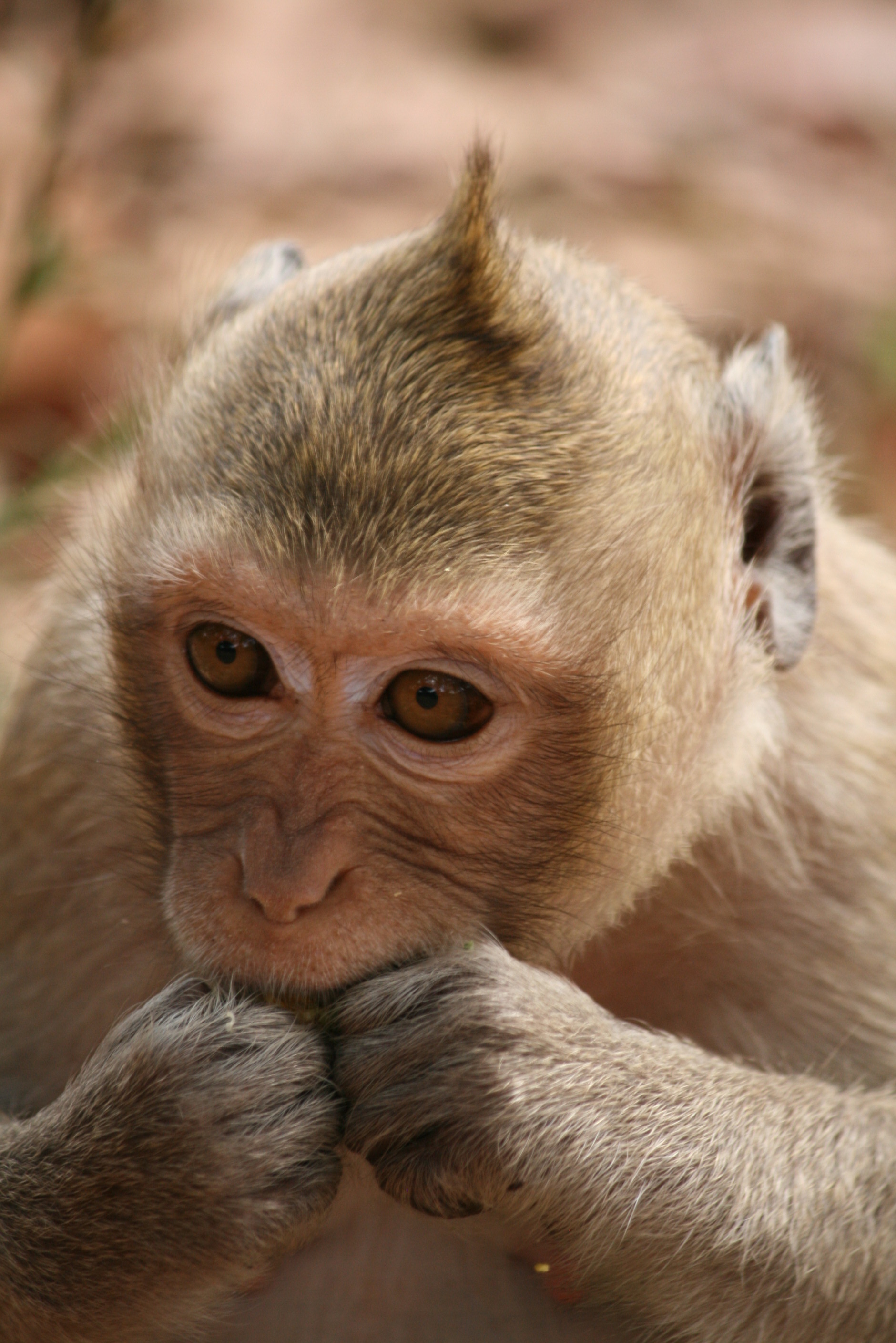 Elliot Capp | Thai Monkey Forest