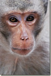 Long-tailed macaques in Phana as seen by Elliot Capp – ace photographer ...