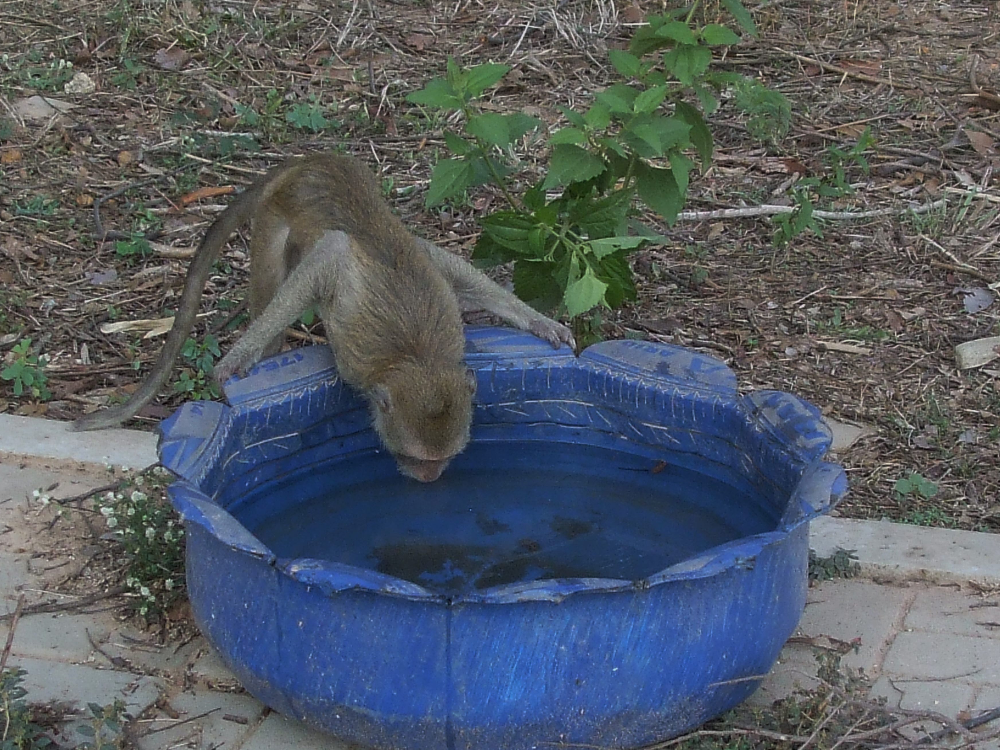 Admin (re: Simon Duval) | Thai Monkey Forest