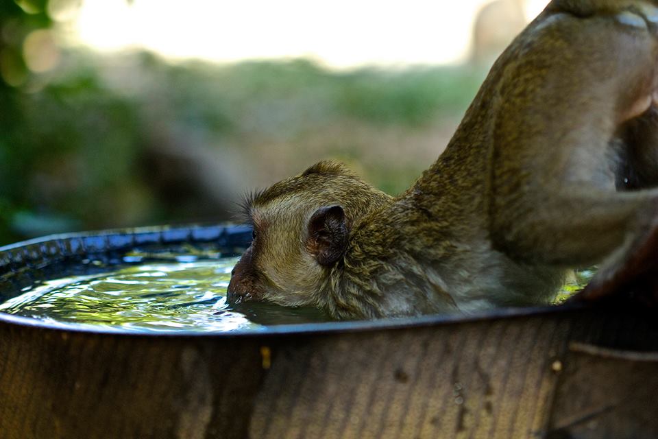 Monkeys and Water | Thai Monkey Forest