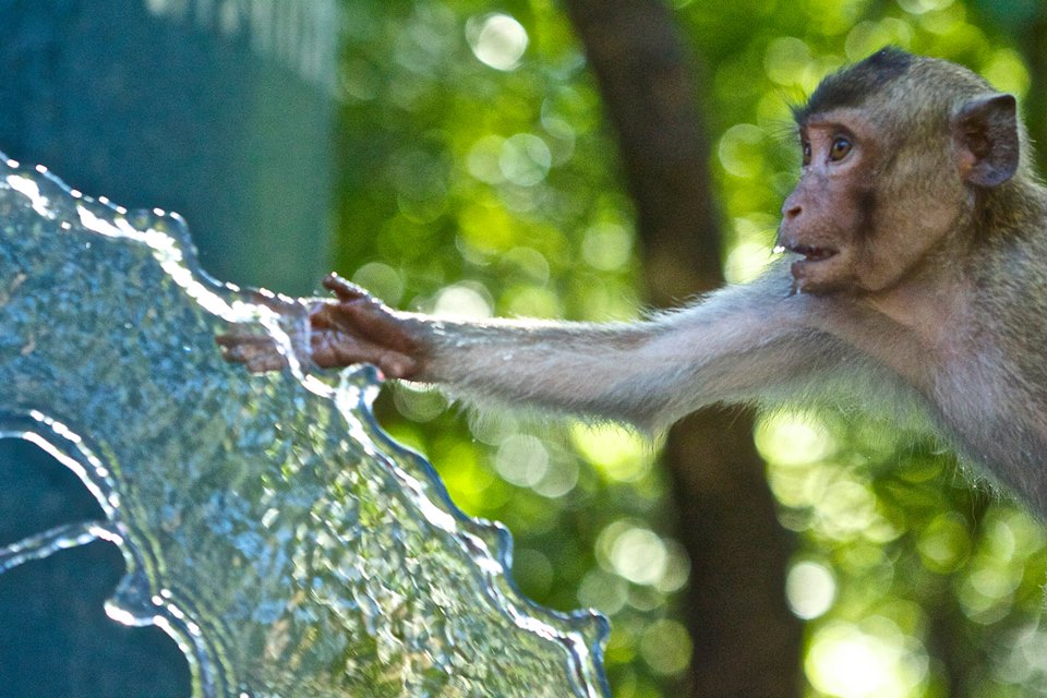 Monkeys and Water | Thai Monkey Forest